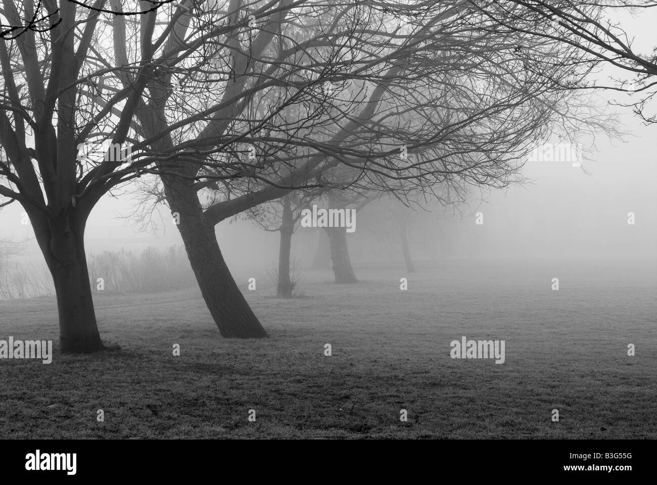 Trees in fog Stock Photo - Alamy