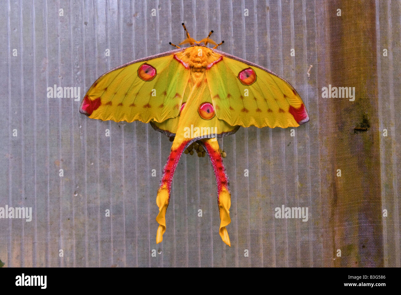 Asian Comet Butterfly (male) from South Asia View from above top. Close ...