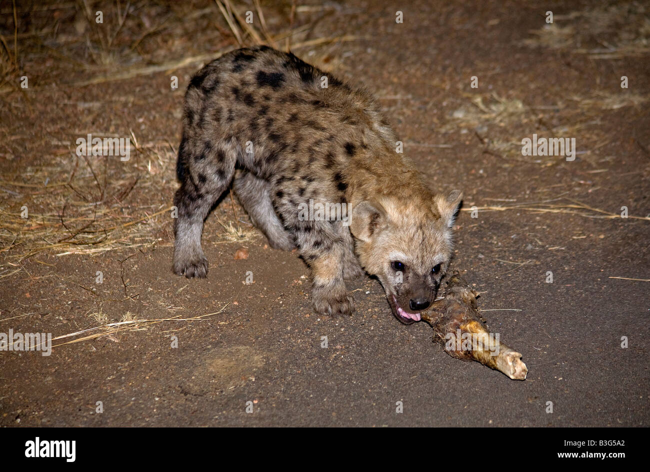 Laughing hyena or spotted hyena pup (Crocuta crocuta) chewing a bone in ...