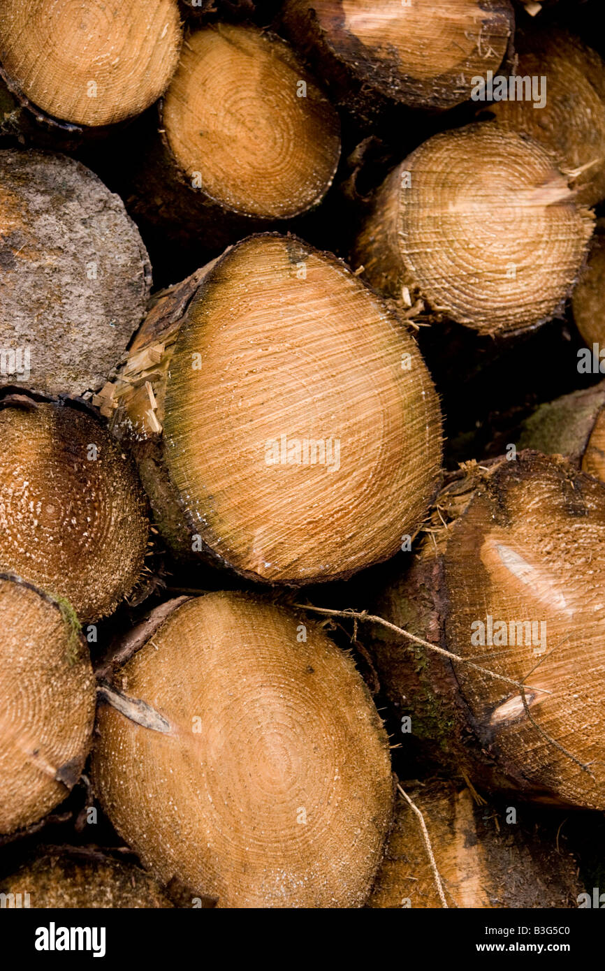 Freshly cut logs in log pile, showing wood grain Stock Photo - Alamy