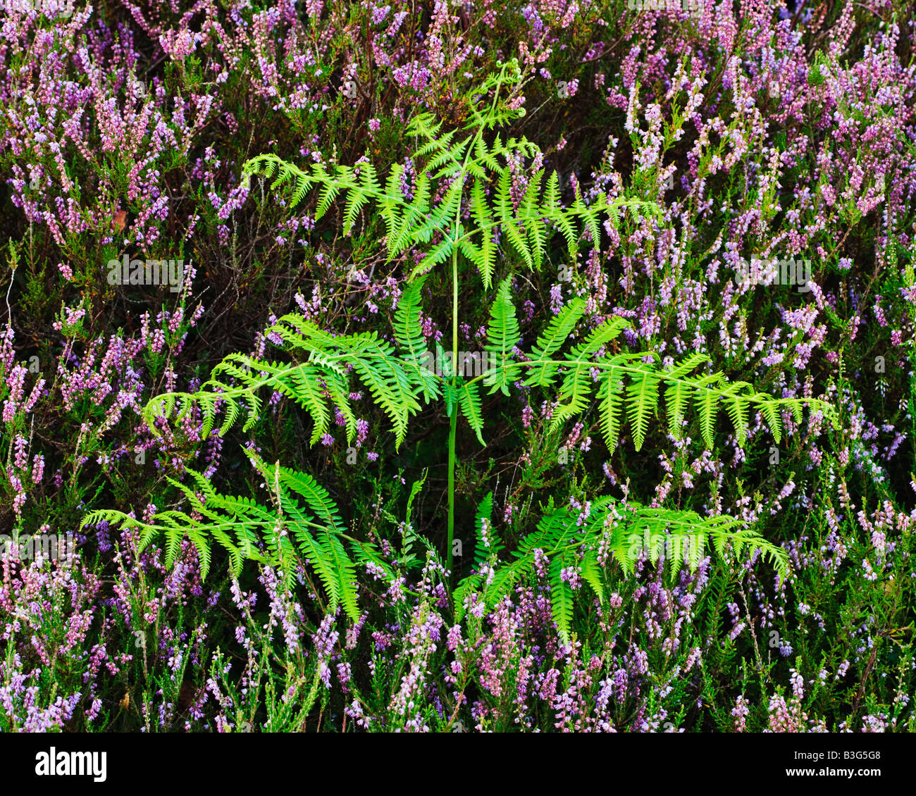 Heather fern hi-res stock photography and images - Alamy