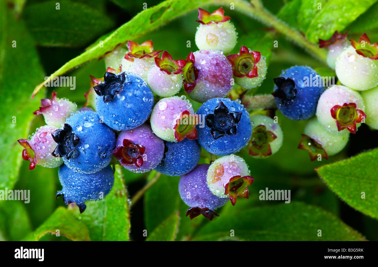 Wild blueberries in various stages of ripening covered with raindrops ...