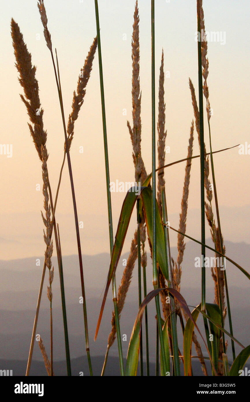 Tall grass hi-res stock photography and images - Alamy
