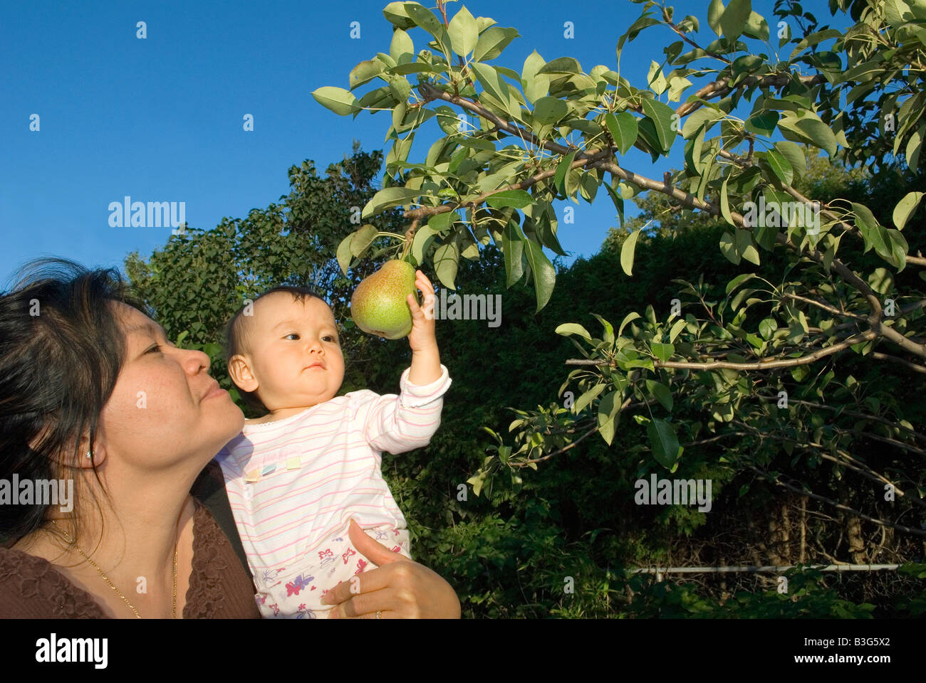 Grandmother grand child picking fruits hi-res stock photography and ...