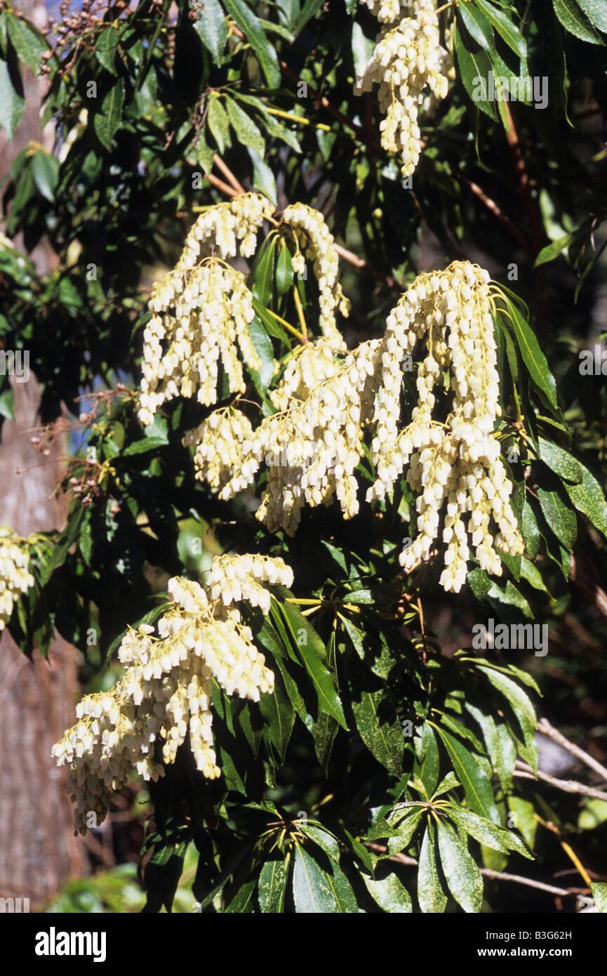 Andromeda bush in bloom with clusters of white flowers and leaves Stock ...