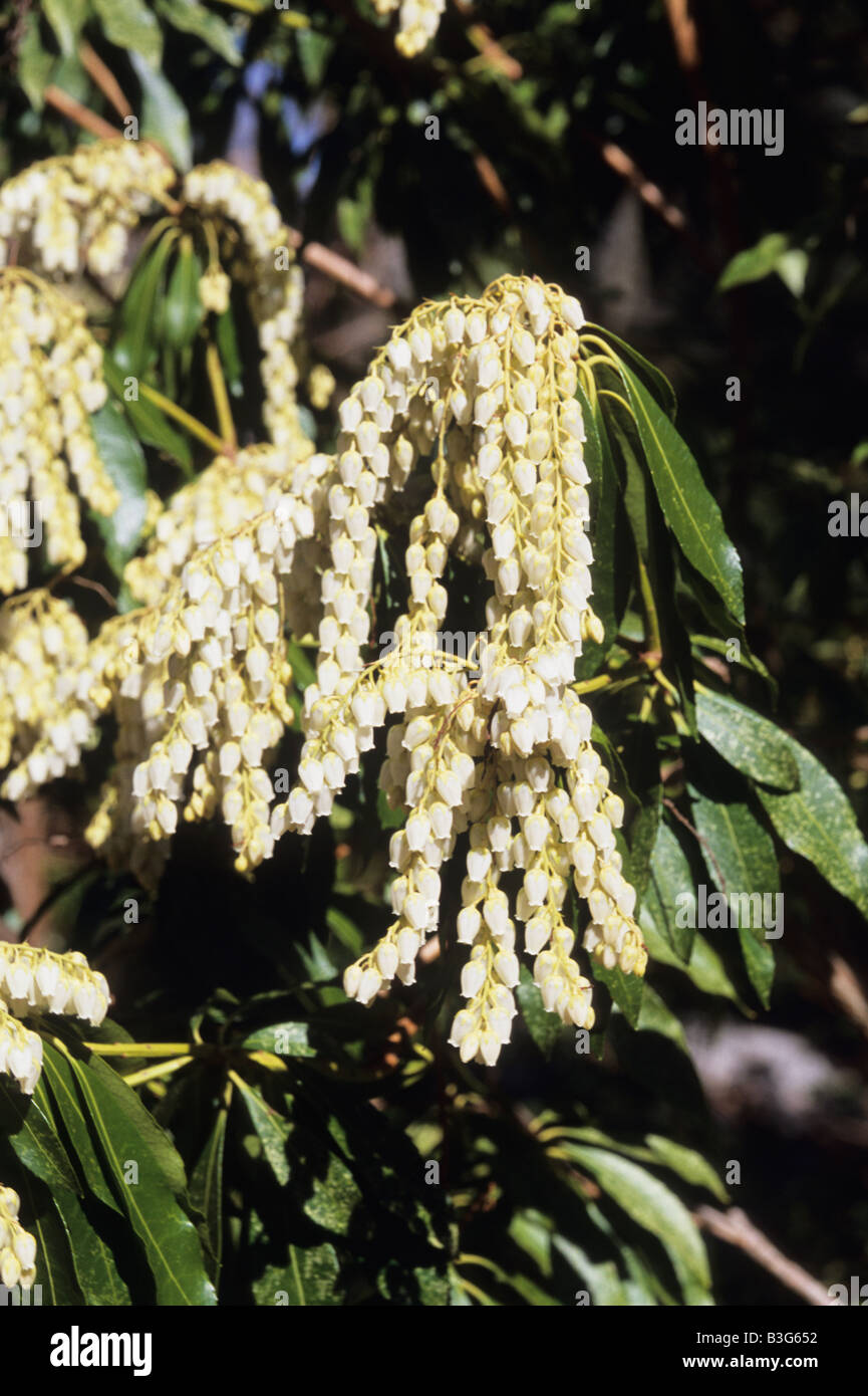 Andromeda bush in bloom with clusters of white blossoms and leaves ...