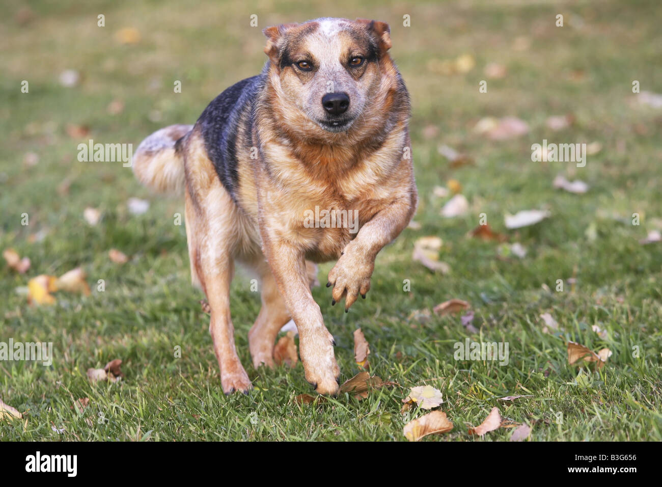 Australian cattle dog run hi-res stock photography and images - Alamy
