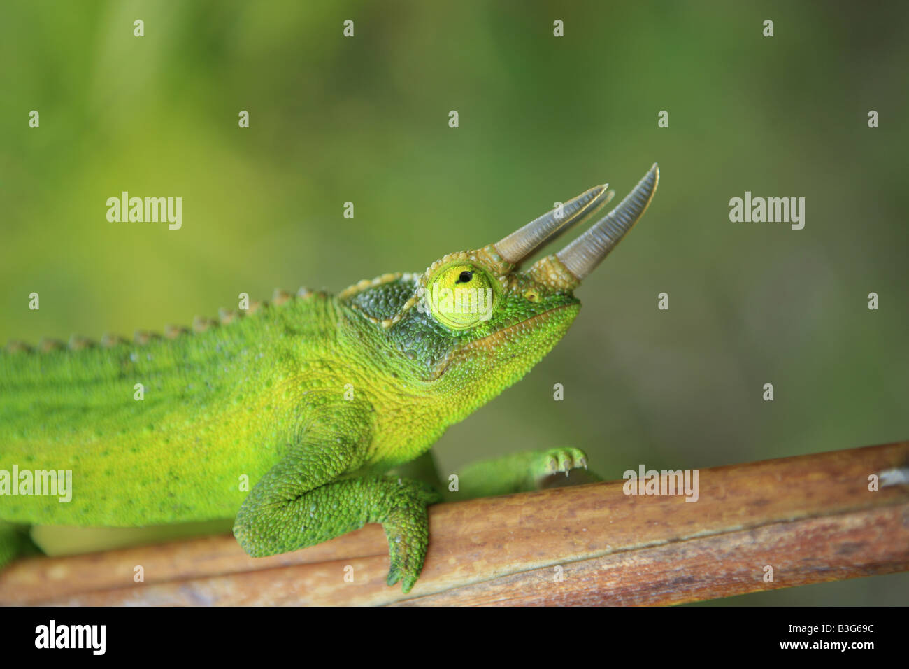 Male Jacksons chameleon Stock Photo - Alamy