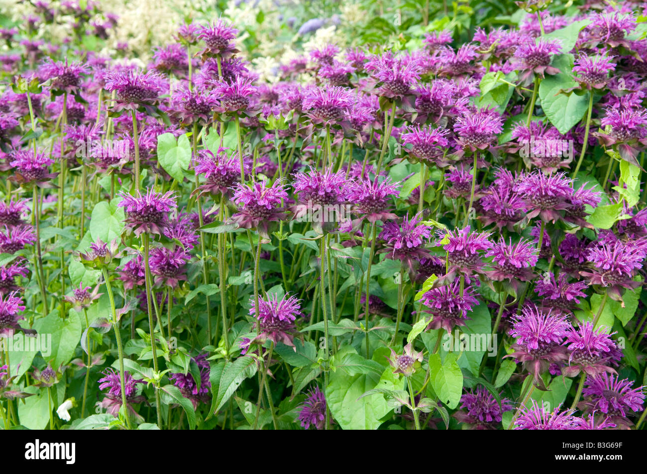 Monarda Scorpion High Resolution Stock Photography and Images - Alamy