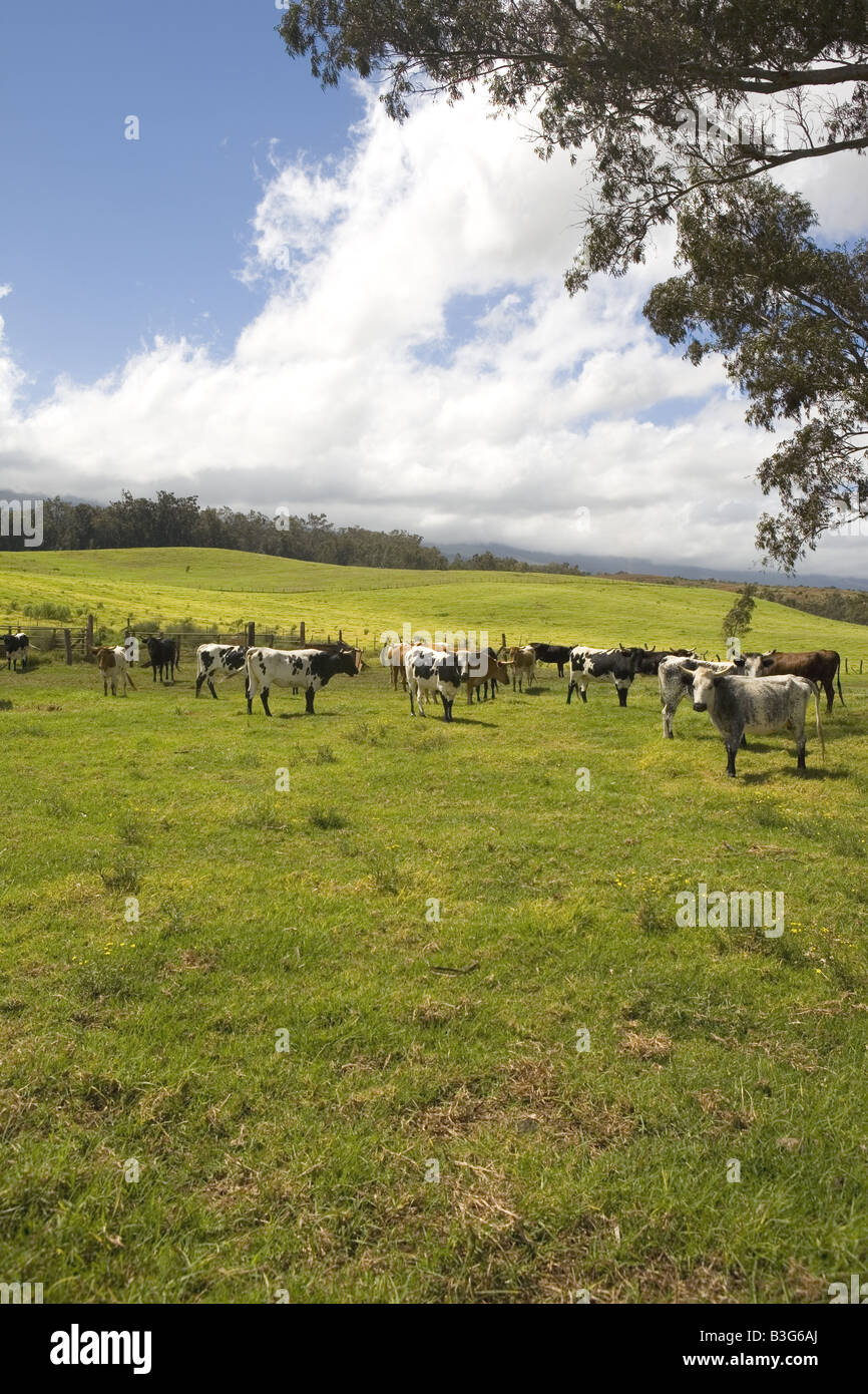 Cattle in the pasture hi-res stock photography and images - Alamy