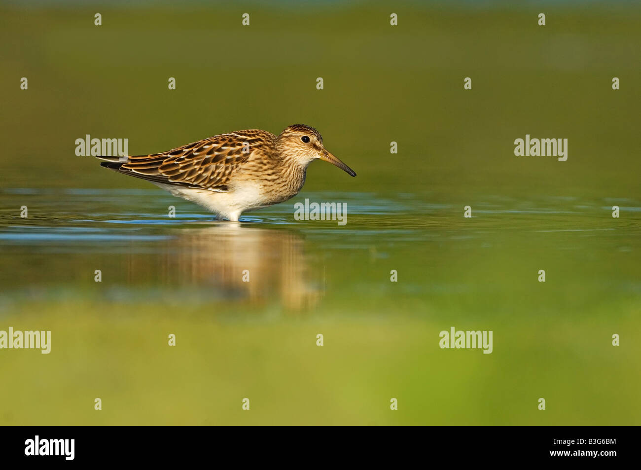 Pectoral sandpiper hi-res stock photography and images - Alamy
