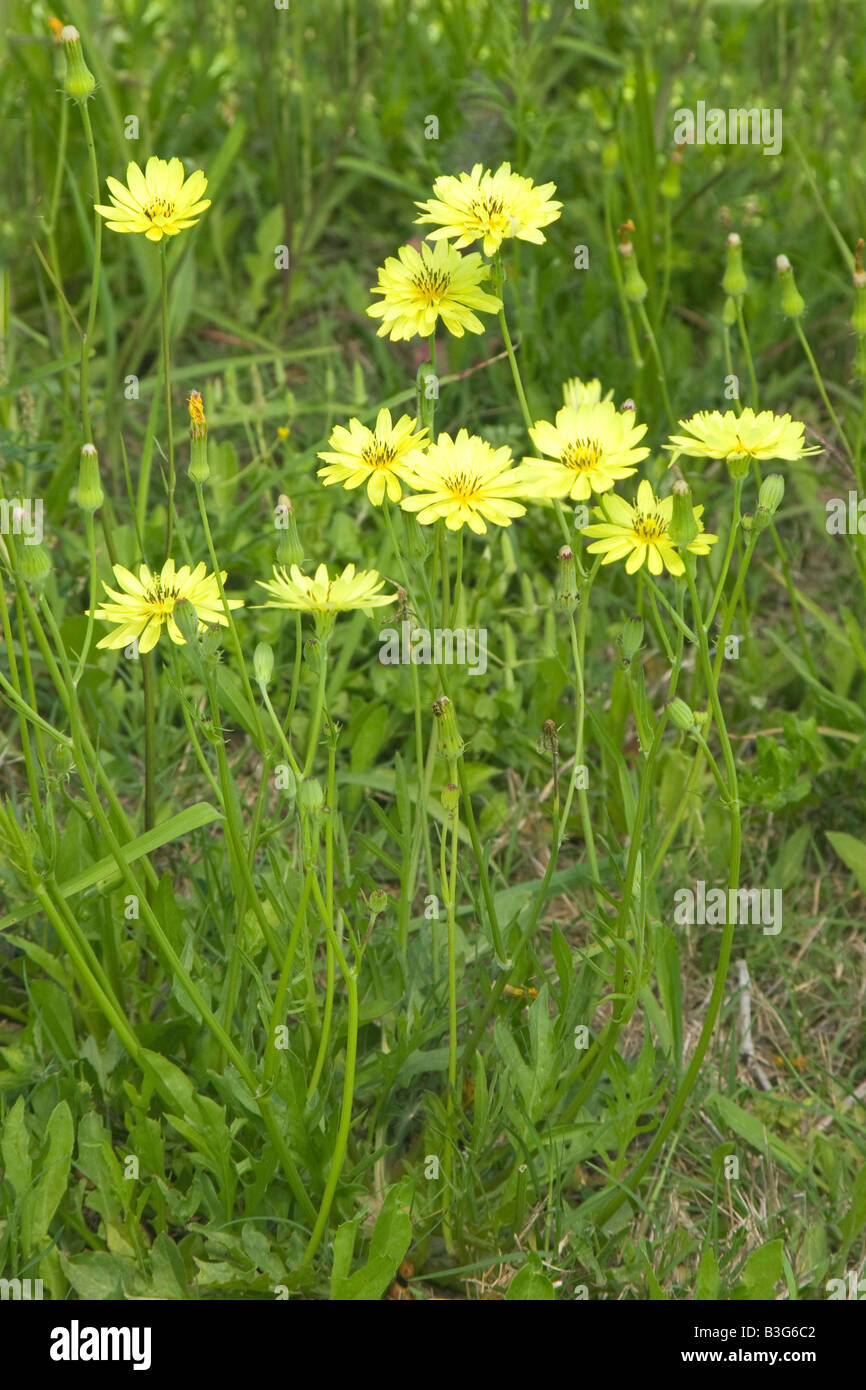 Yellow desert chicory hi-res stock photography and images - Alamy