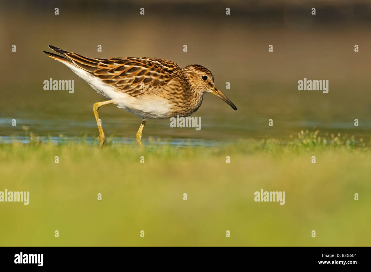 Pectoral sandpiper, autumn migration Stock Photo - Alamy