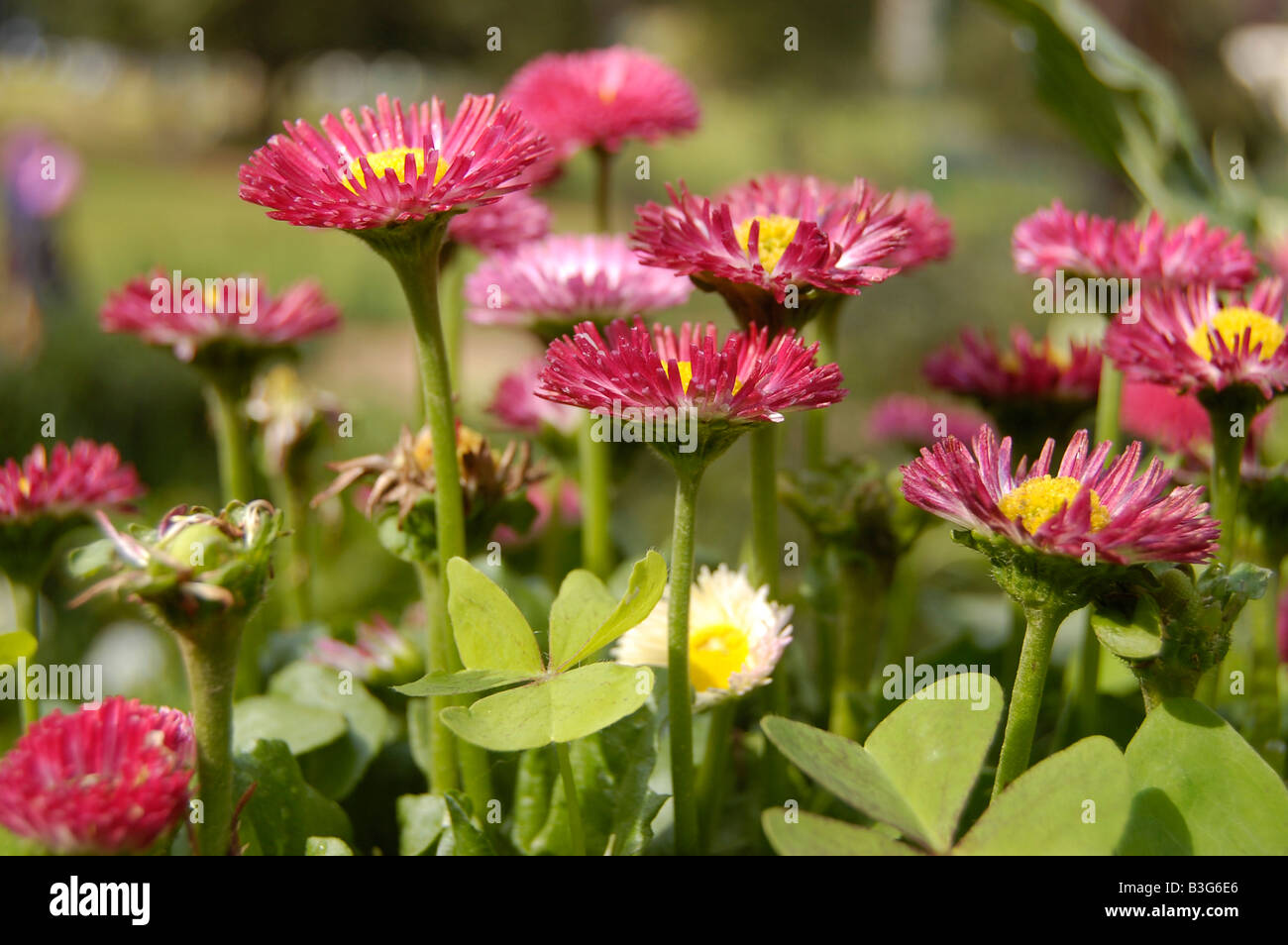 wild red flower Stock Photo - Alamy