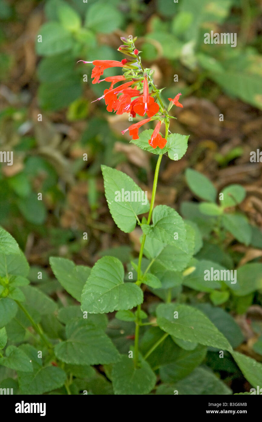 Tropical Sage Salvia coccinea The Wildflower Center Austin Texas United ...