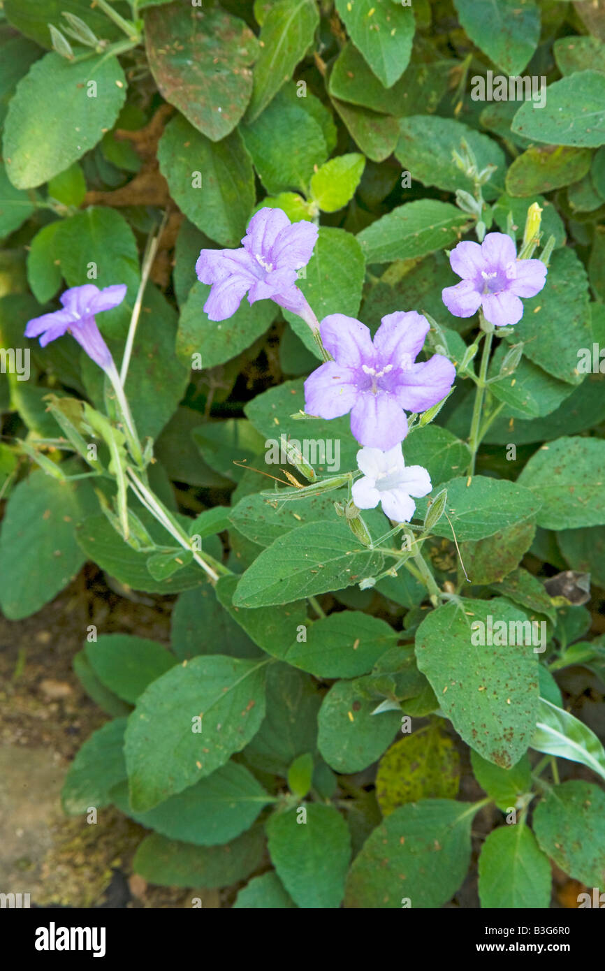 Western Wild Petunia Ruellia occidentalis Stock Photo - Alamy
