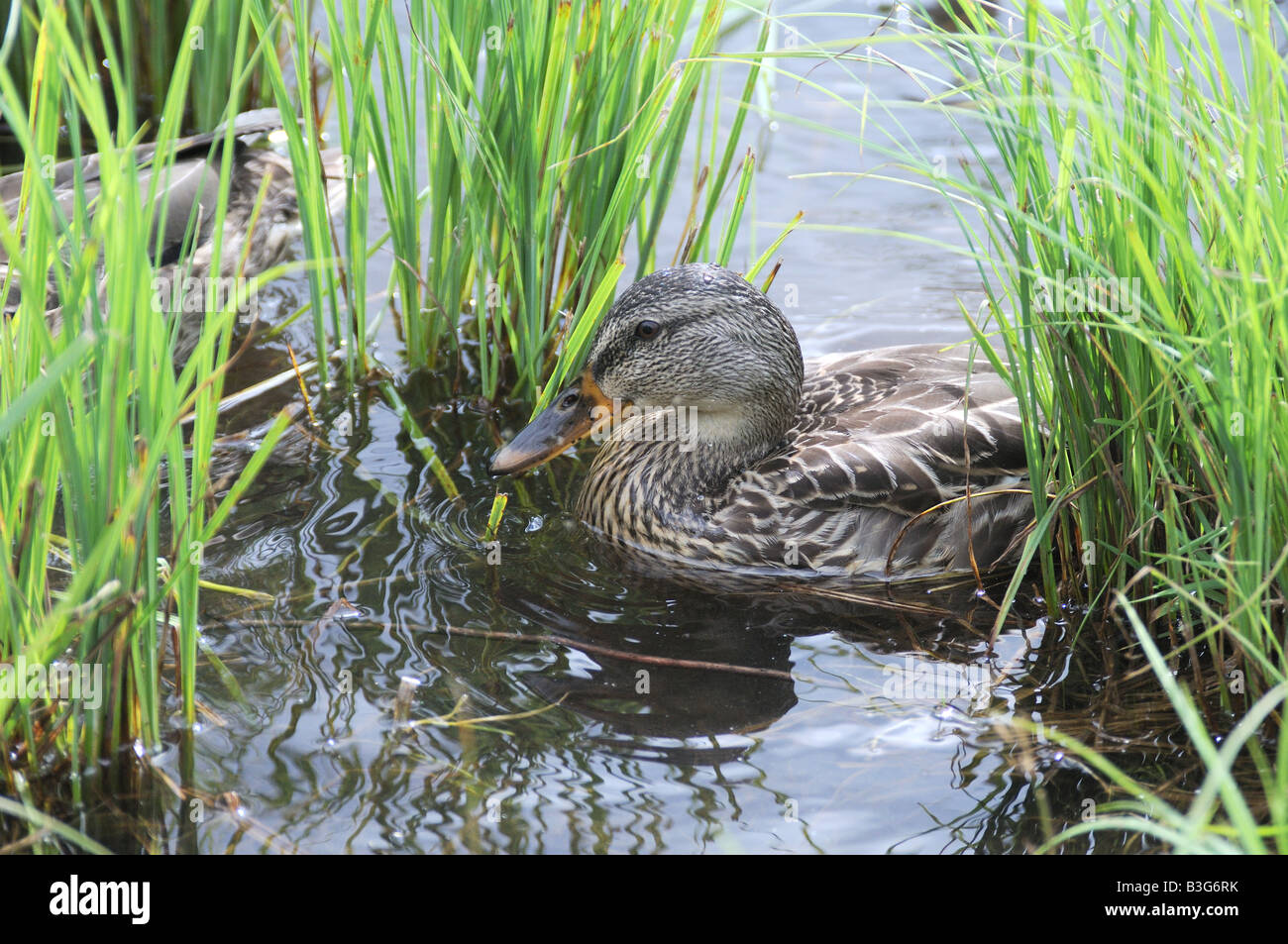 Duck swim in the water Stock Photo - Alamy
