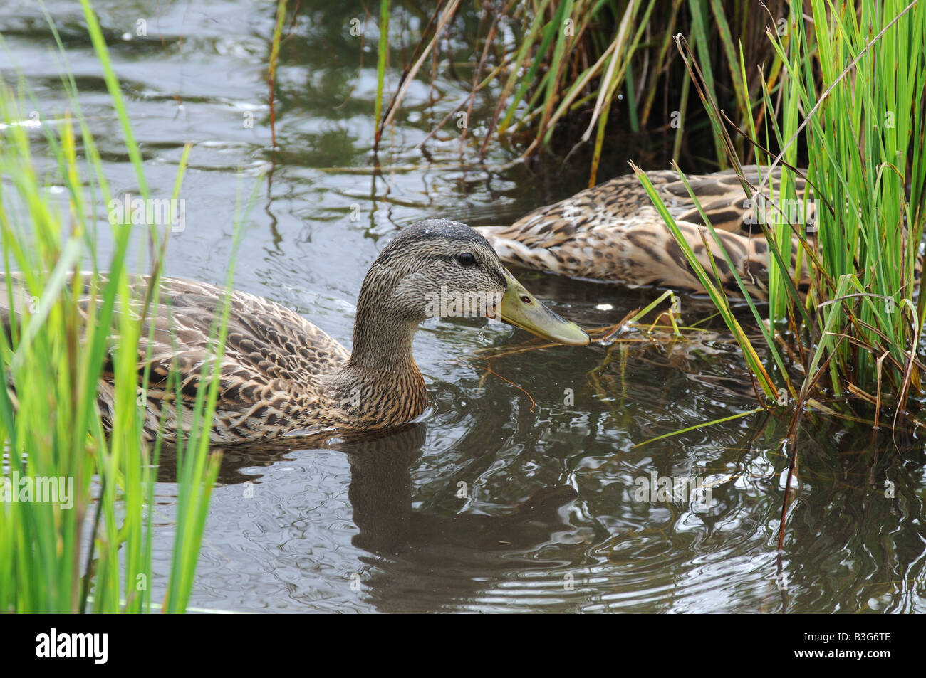 Duck swim in the water Stock Photo - Alamy