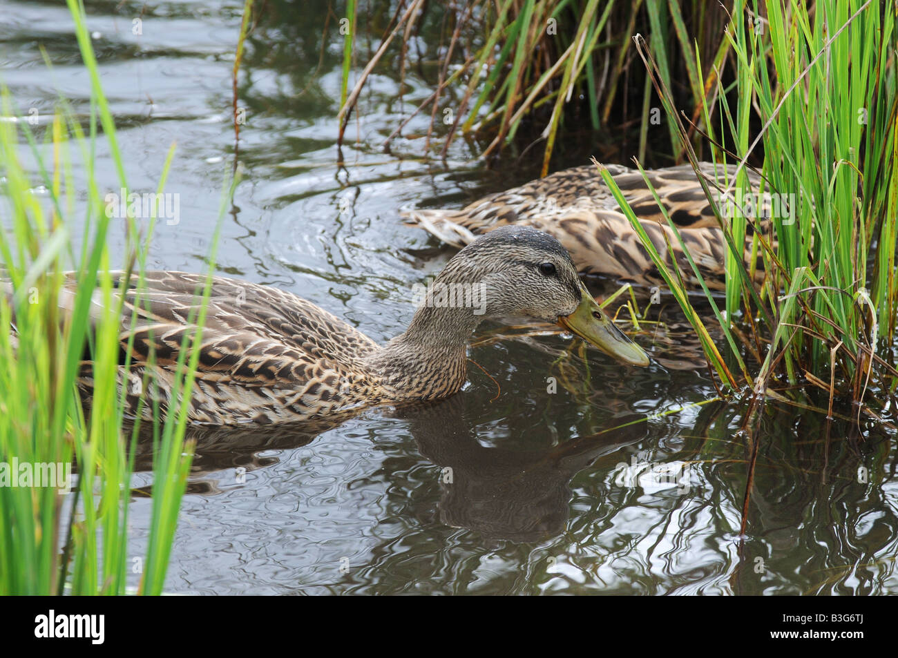Duck swim in the water Stock Photo - Alamy