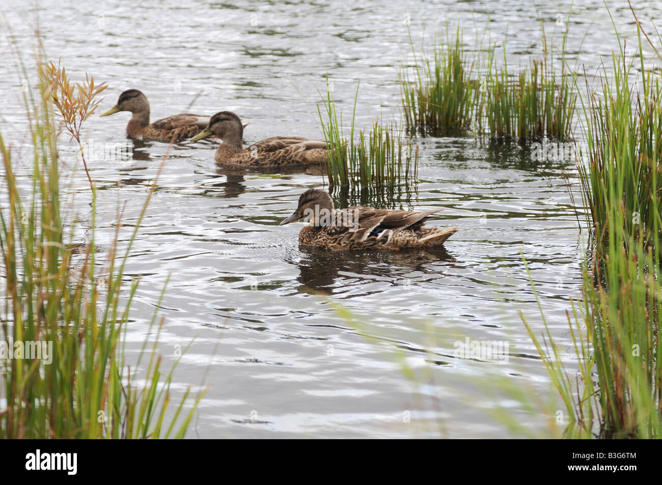 Duck swim in the water Stock Photo - Alamy