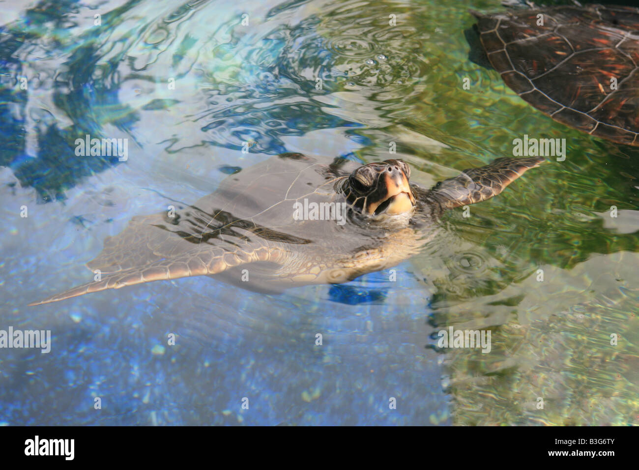 Sea turtle poking head out of water Stock Photo - Alamy