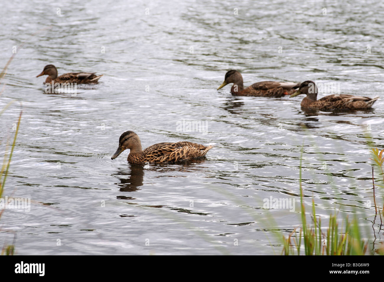 Duck swim in the water Stock Photo - Alamy