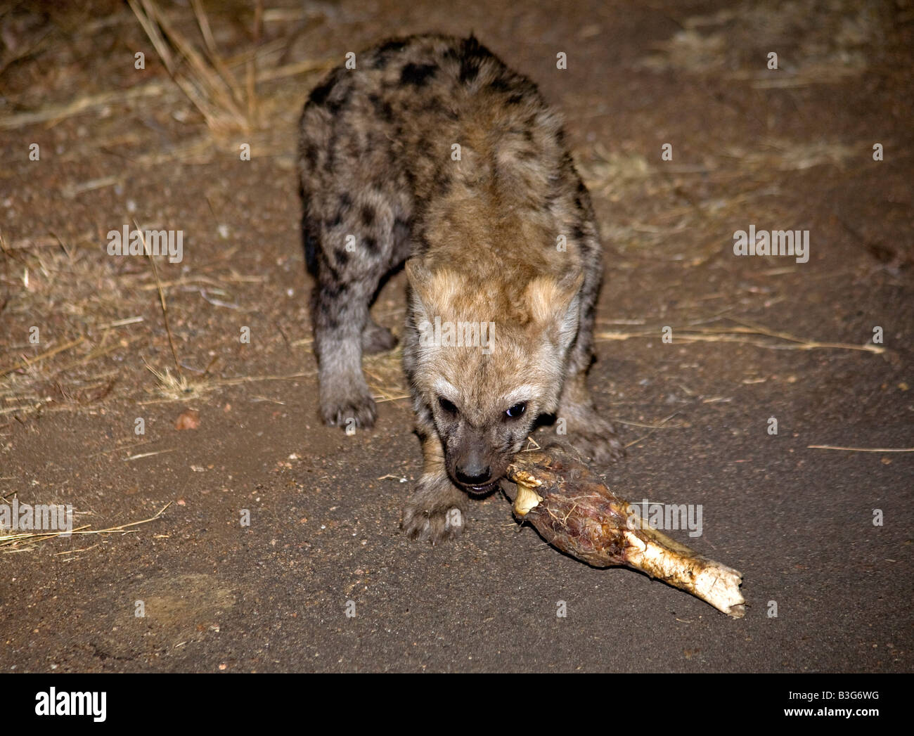 Laughing hyena or spotted hyena pup (Crocuta crocuta) chewing a bone in ...