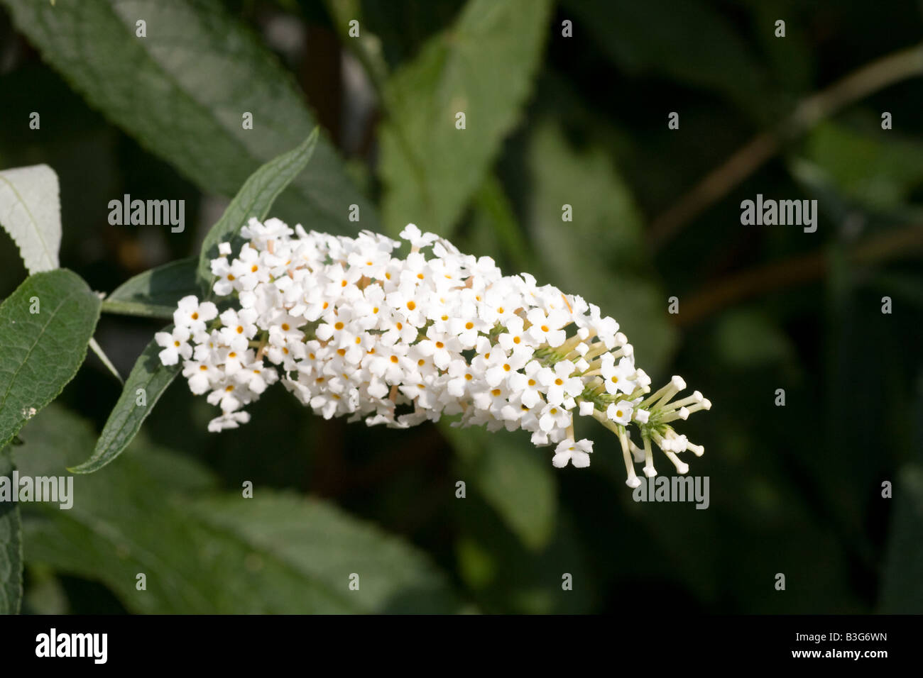 The white flower of a butterfly bush buddleia davidii August 2008 Stock ...