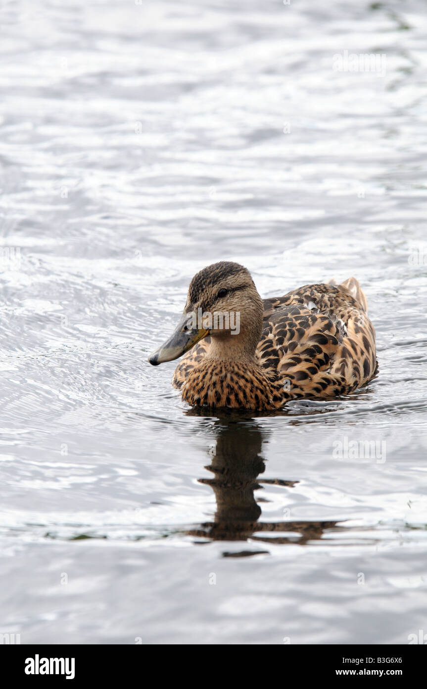 Duck swim in the water Stock Photo - Alamy