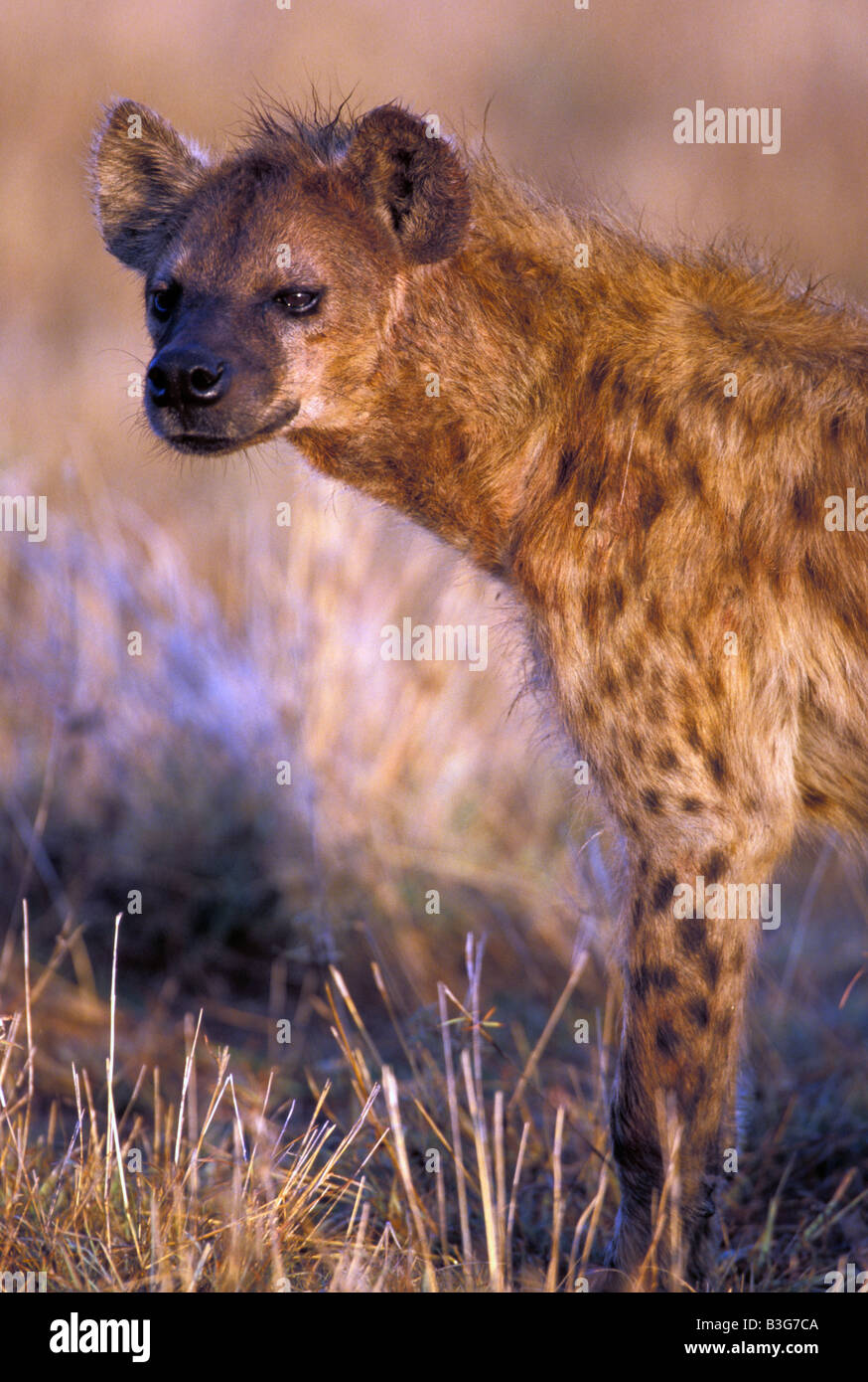 HYENA, Crocuta crocuta, spotted hyena, Maasai Mara Game Reserve, Africa ...