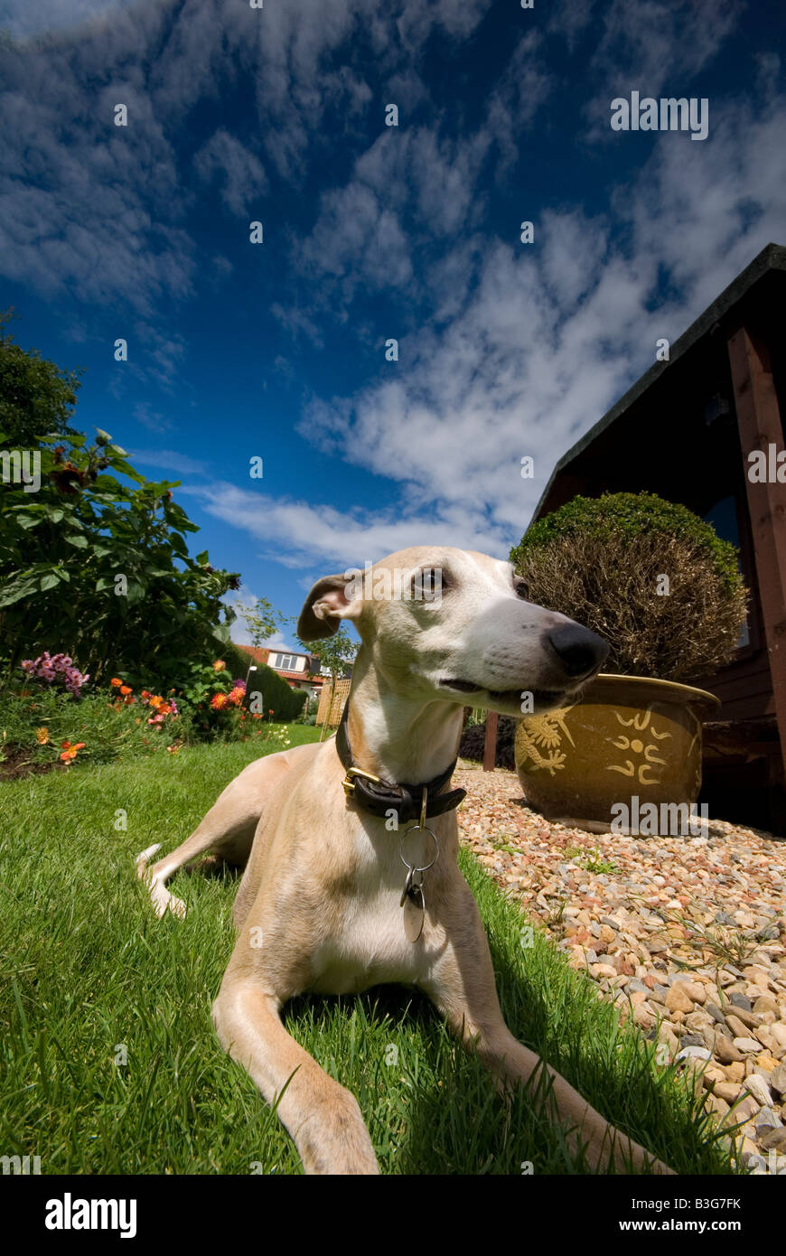 Whippet enjoying summer sun in the garden Stock Photo - Alamy