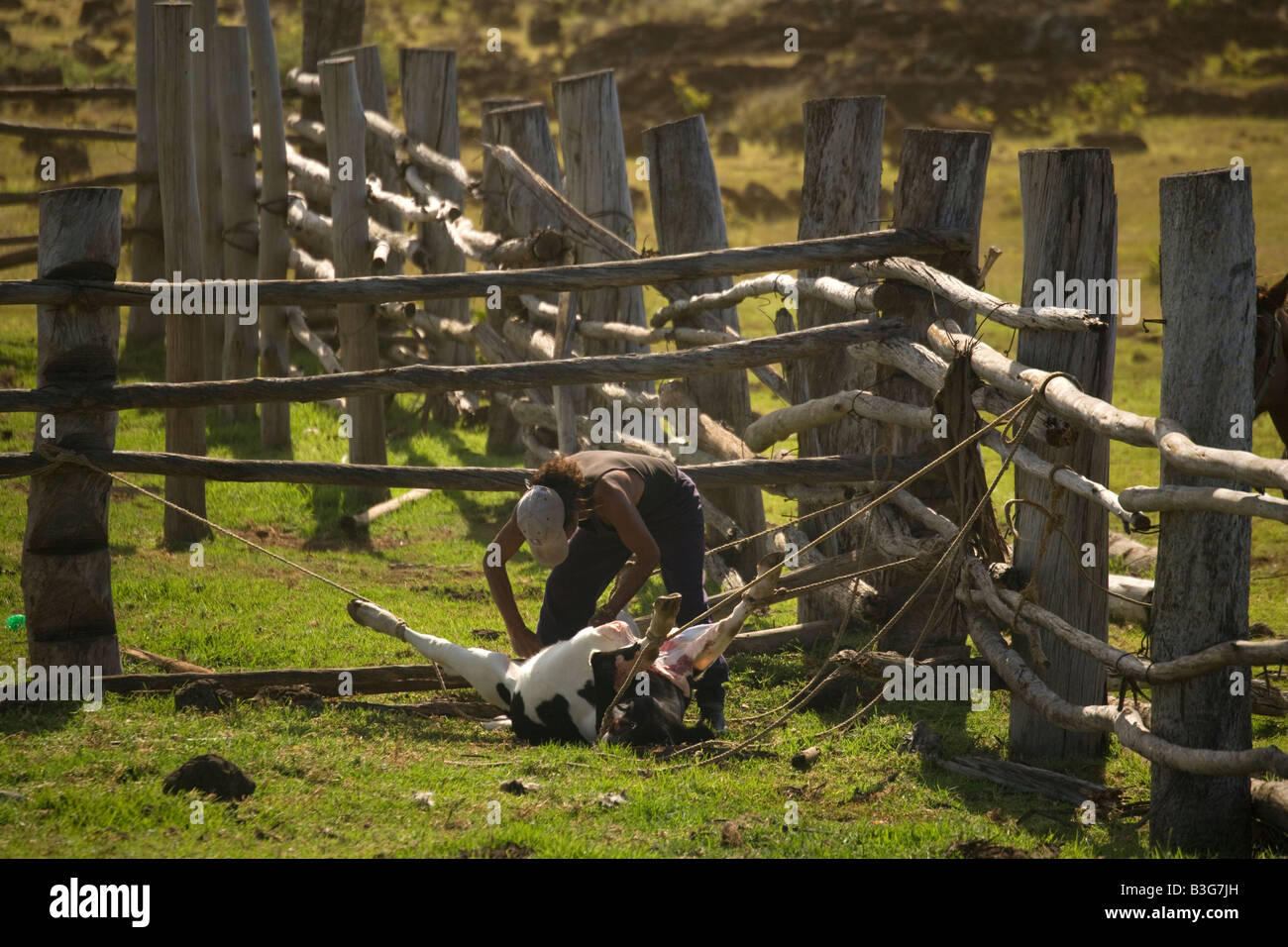 Castration bull hi-res stock photography and images - Alamy