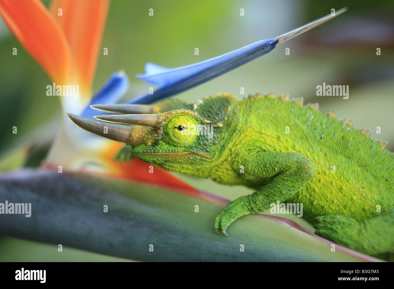 Male jacksons chameleon High Resolution Stock Photography and Images ...