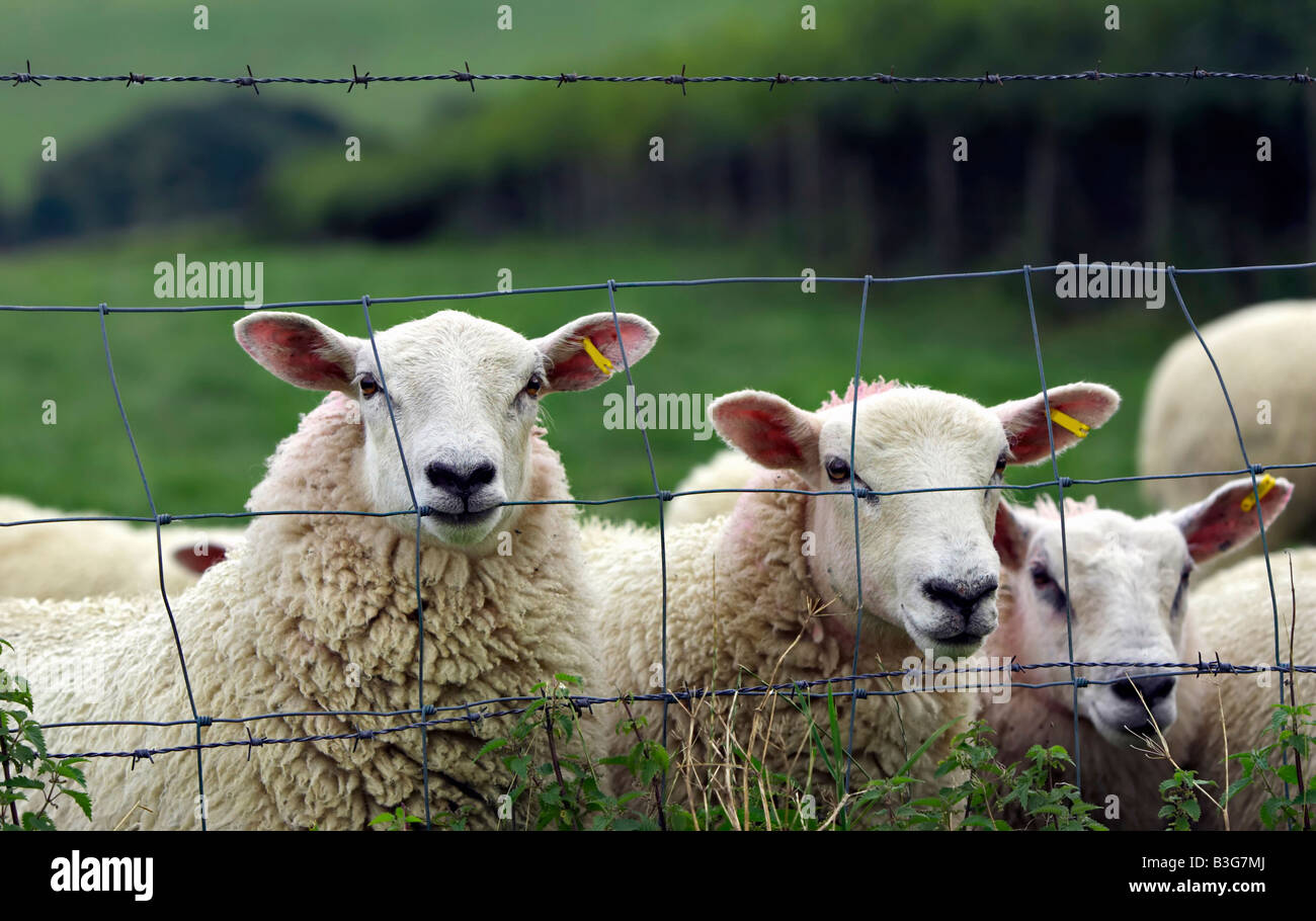 Sheep behind hi-res stock photography and images - Alamy