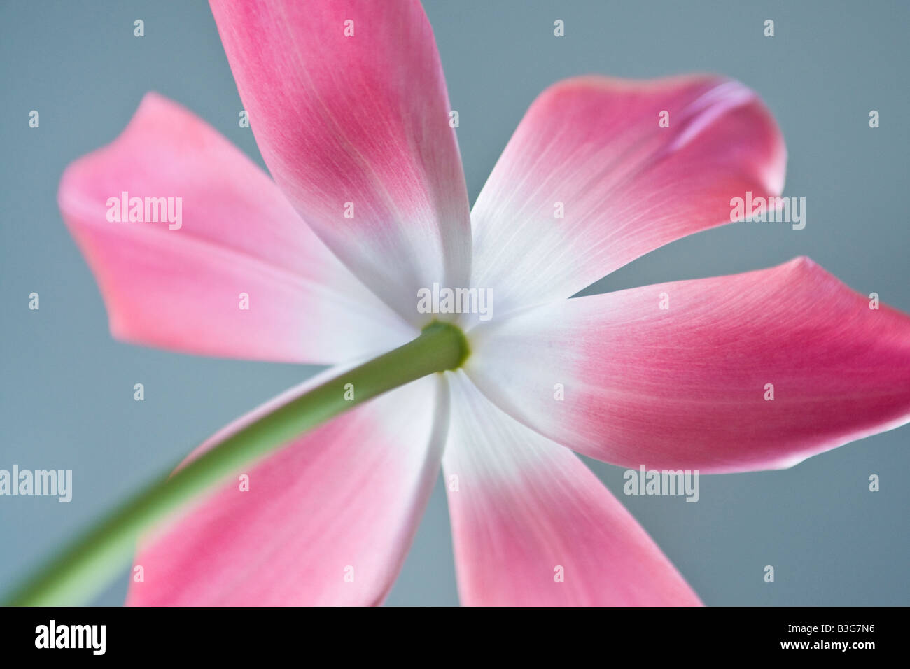 pastel pink flower opening to greet the sun against a grey backdrop ...