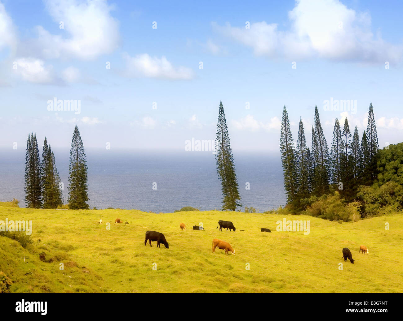 Cattle grazing hawaii hi-res stock photography and images - Alamy