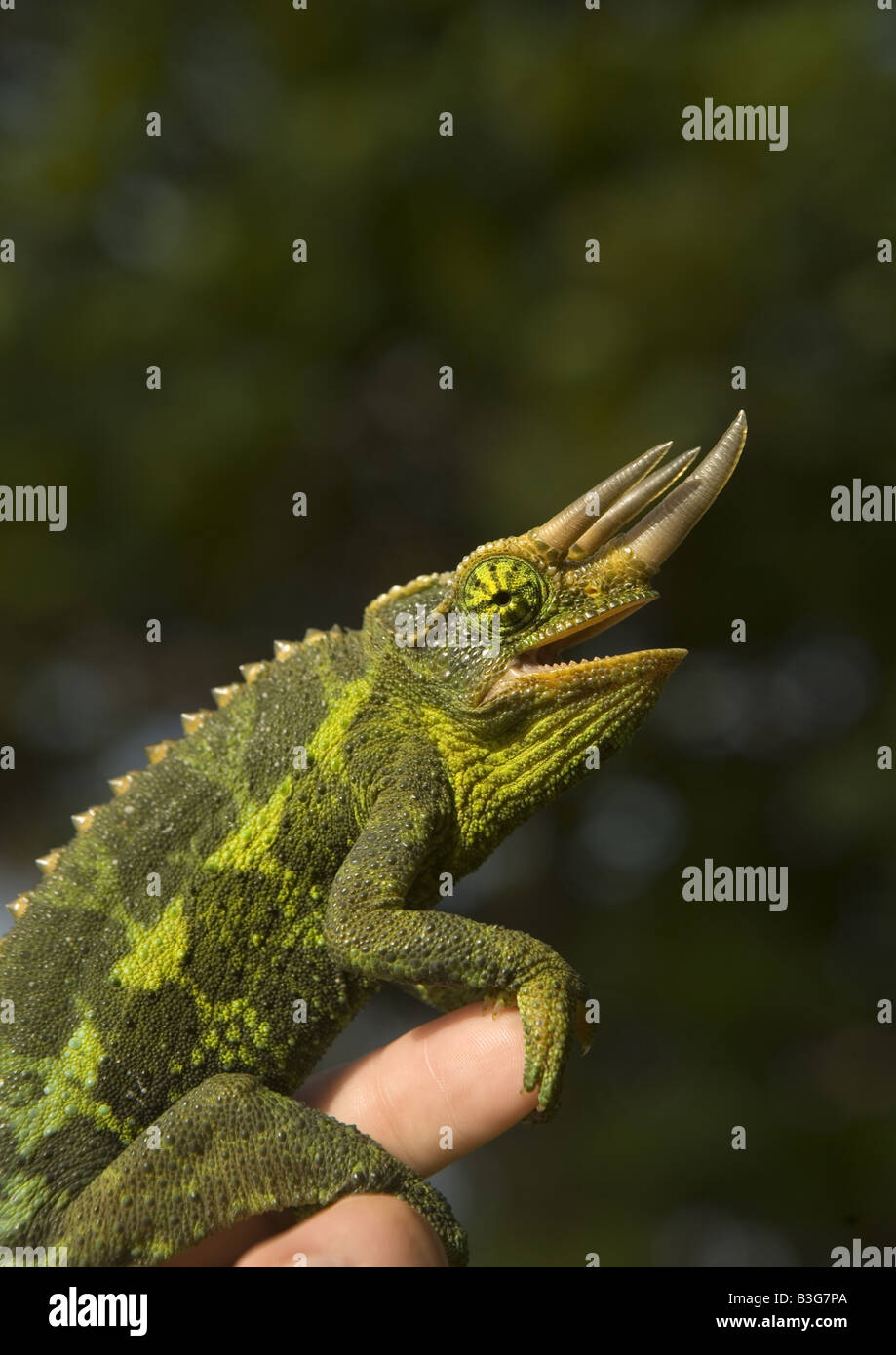 Jacksons chameleon hi-res stock photography and images - Alamy