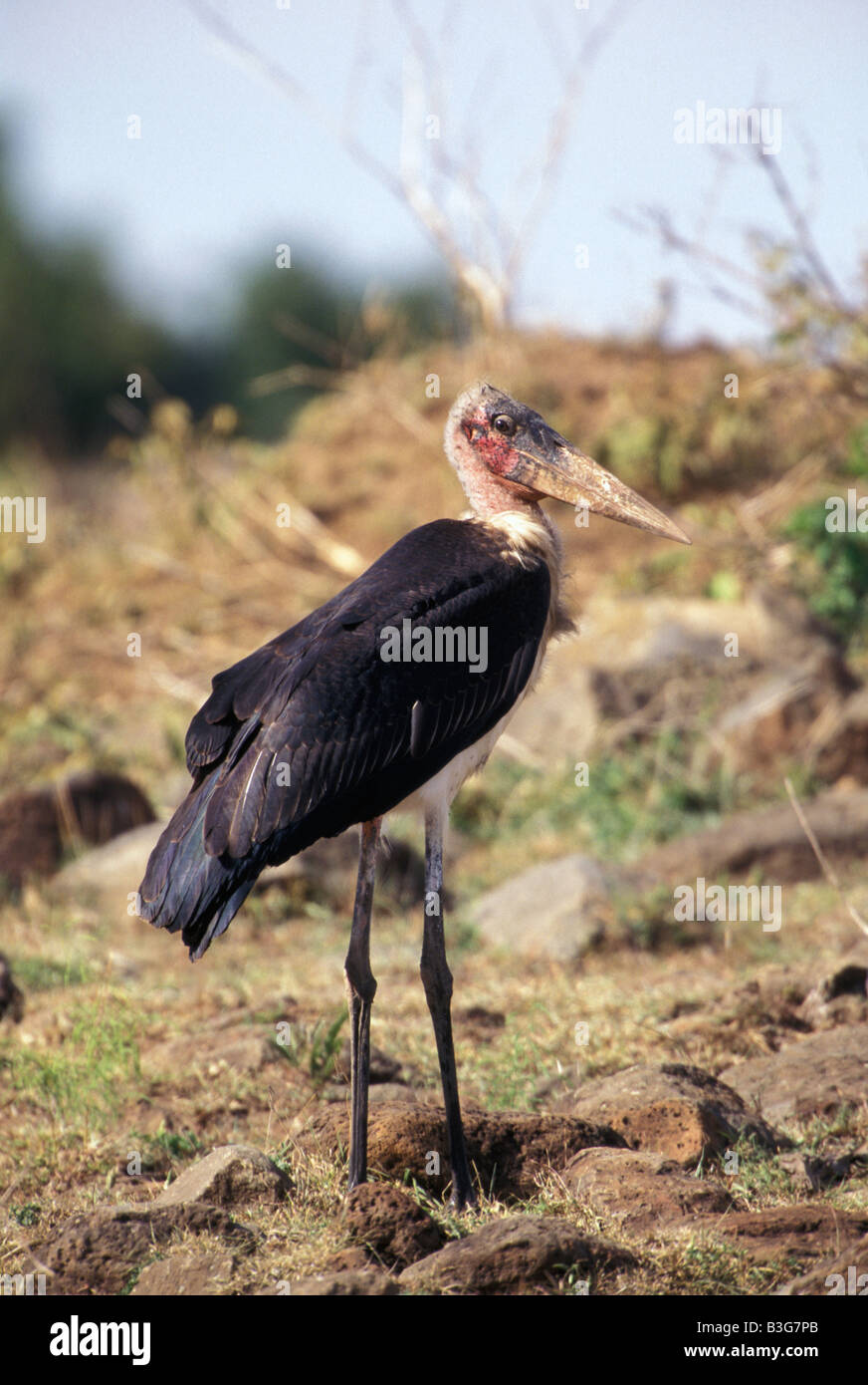 STALK, Leptoptilas crumeniferus, Maribou stork, Maasai Mara Game ...