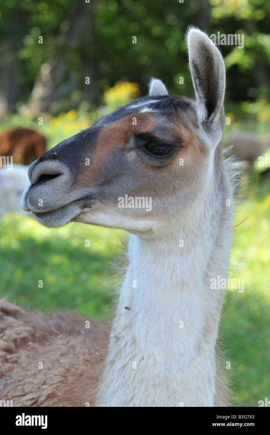 Raising alpaca hi-res stock photography and images - Alamy