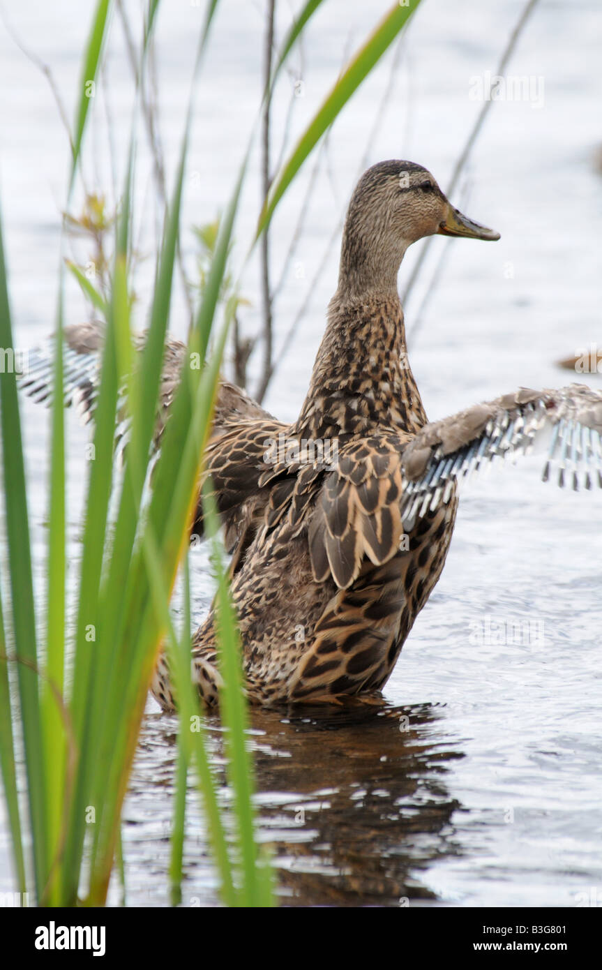 Duck swim in the water Stock Photo - Alamy