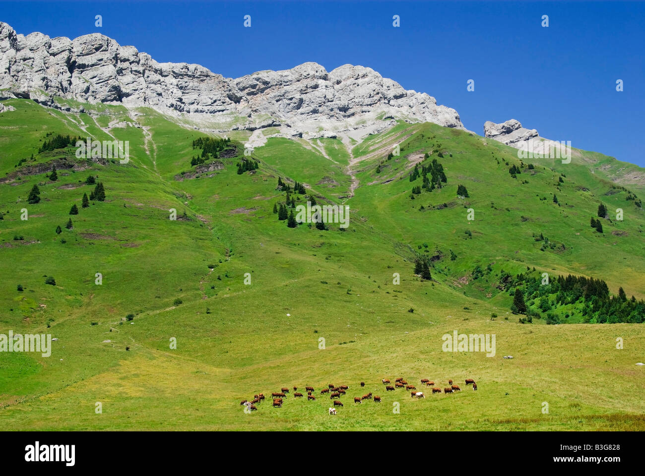 Cattle grazing Col des Aravis French Alps Stock Photo - Alamy