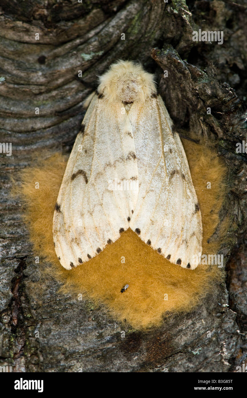 Gypsy moth hi-res stock photography and images - Alamy