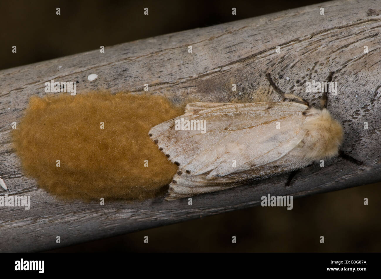 gypsy moth female laying eggs Stock Photo - Alamy