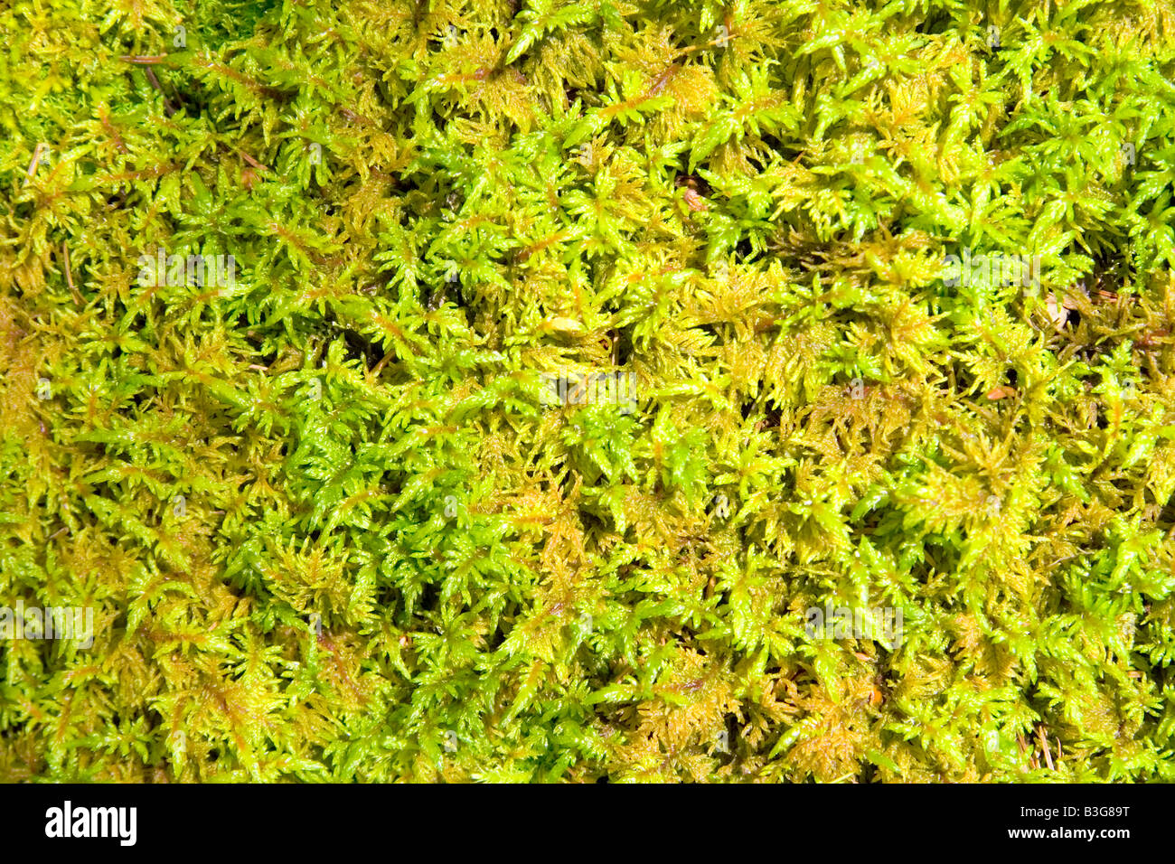 moss carpet in the sun - natural background Stock Photo - Alamy