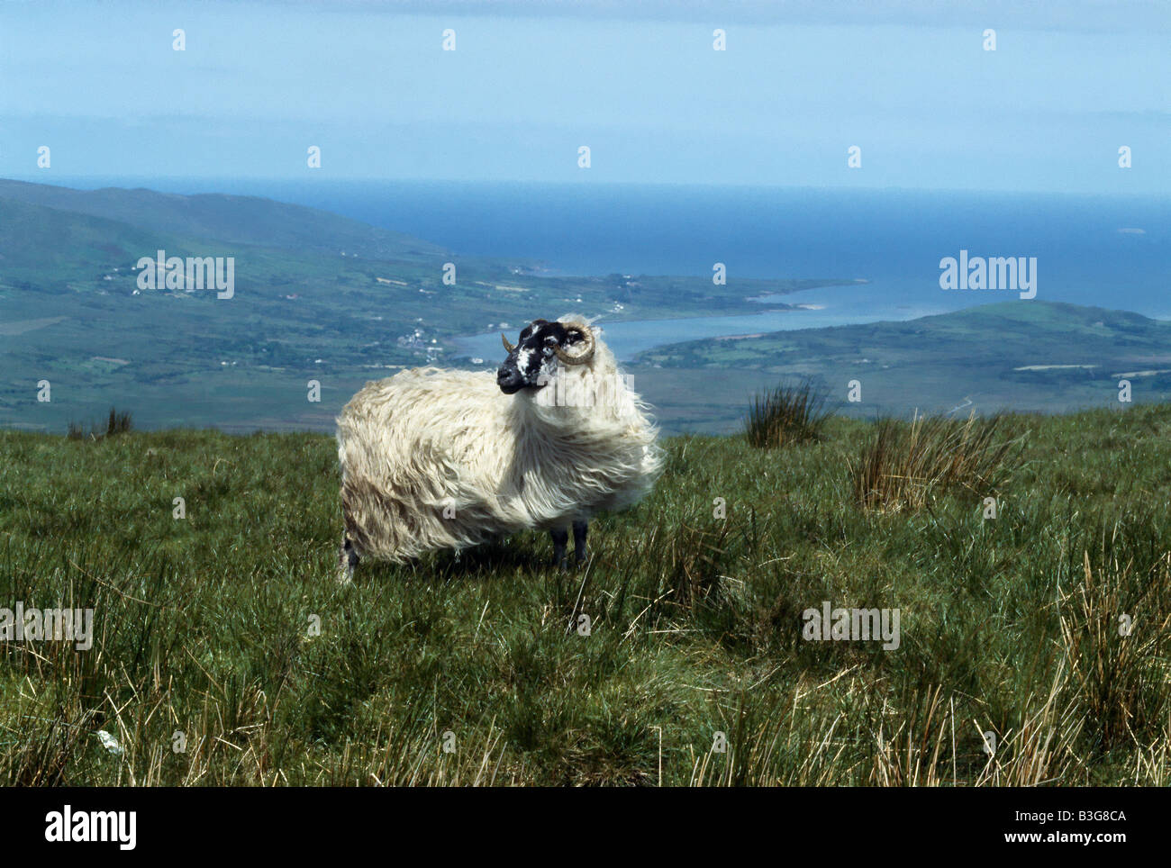 Ram on a mountain in Ireland Stock Photo - Alamy
