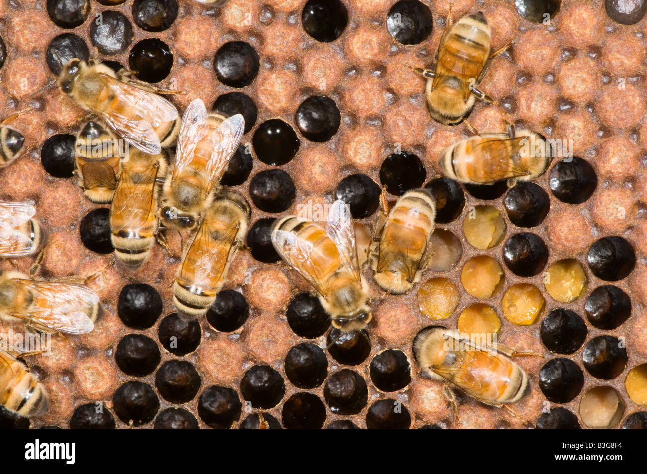 honeybees on comb within a bee hive Stock Photo - Alamy