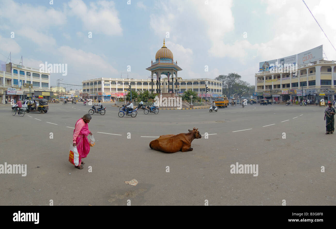 The mysore cow hi-res stock photography and images - Alamy