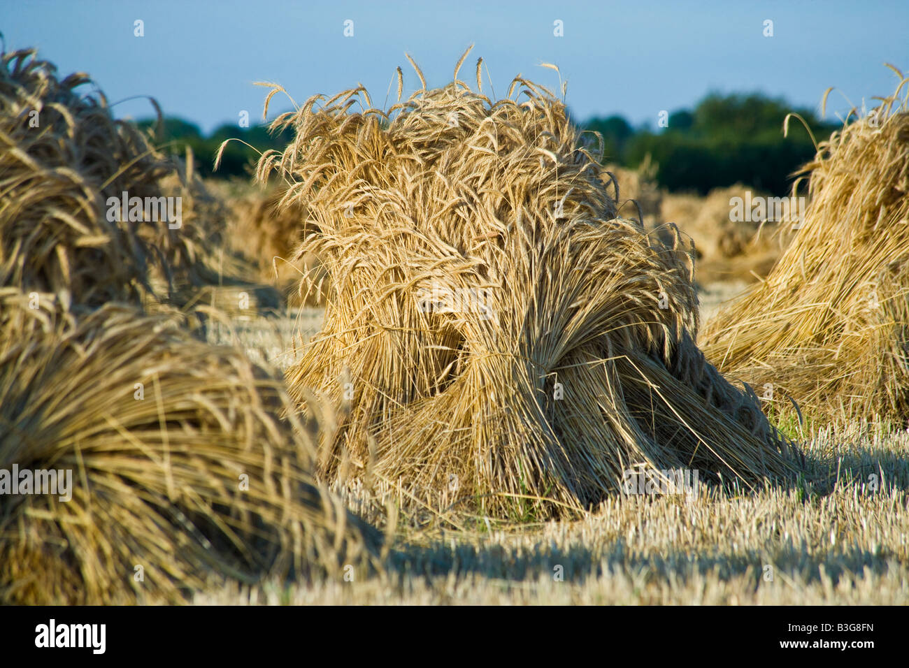 Oxfordshire wheat field with the special long stemmed crop drying in ...