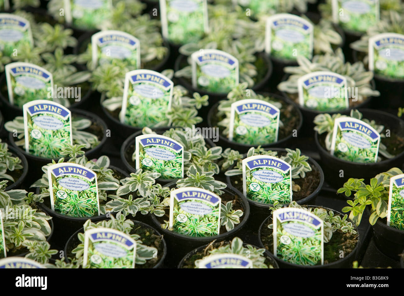 Alpines growing at a garden centre near Bodmin Cornwall UK Stock Photo ...