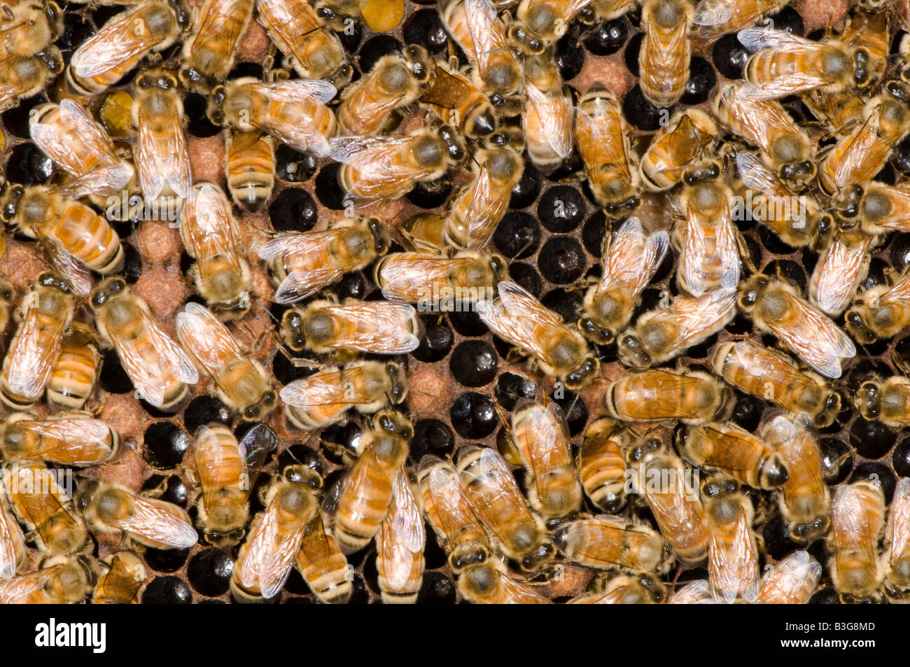 honeybees on comb within a bee hive Stock Photo - Alamy